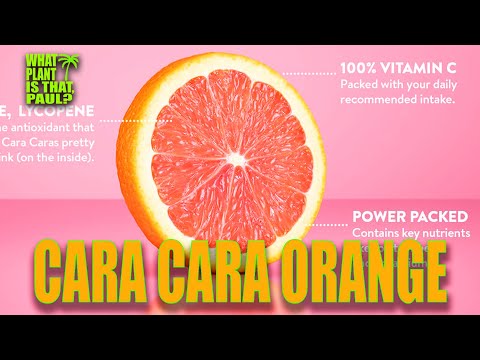 CARA CARA ORANGE TASTE and REVIEW
