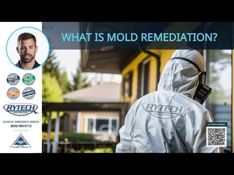 What Is Mold Remediation?