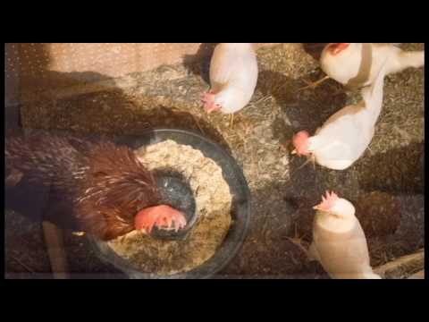 The Science Behind the Chicken Egg