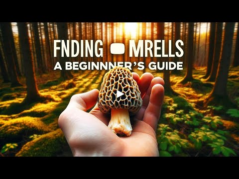 Foraging and Identifying Morel Mushrooms