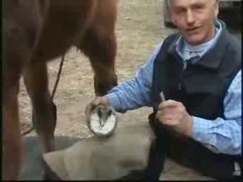Navicular Syndrome in Horses - Evaluation - NBHCC #20