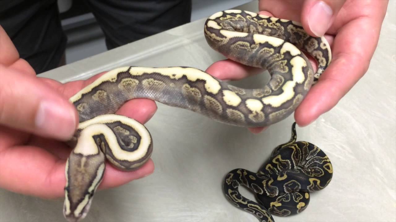 Morphs 101 - Spider Mojave GHI