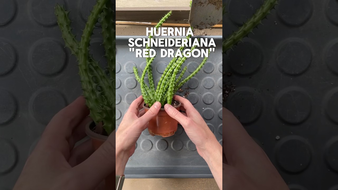 Underrated Plant: Huernia Schneideriana “Red Dragon”  #plantcare #succulent #houseplants