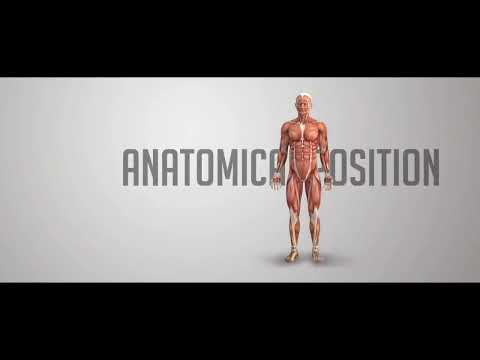 What is Anatomical Position?