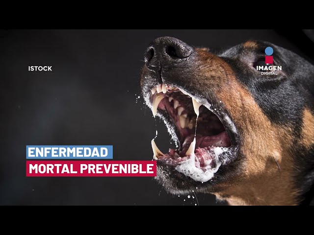 ¿Qué es la rabia, cómo se transmite en humanos y cuáles son los síntomas?