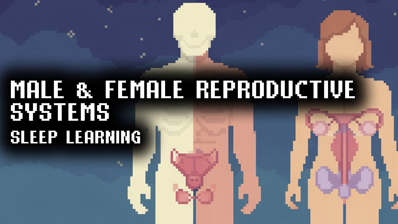 The Human Reproductive Systems Explained Softly | Sleep Learning Session