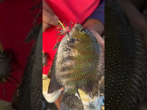 เดตเดฒเดฟเดฏ เดธเตเดธเต เดฎเตเตป๐ณ๐๐ป๐ฃ#viral,#trending,#green chromide,#karimeen,#Kerala,#fishing,# kumarakam,#100,#100m