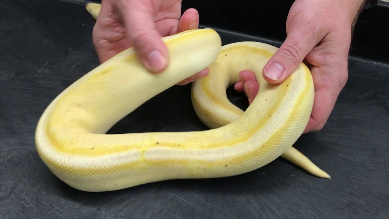 Ball Python Morphs #12- Genetic Stripes- an underrated morph!