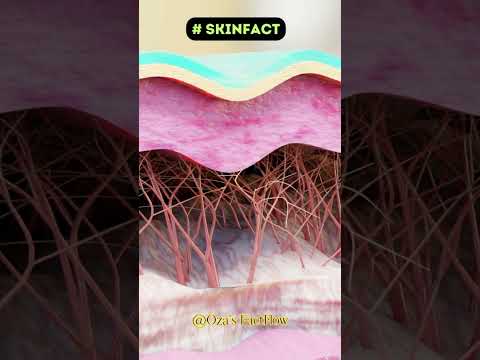 Layers of skin | #humanfacts #shorts #skin