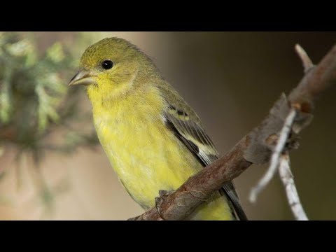 Gold finch , spirit bird 🐥spiritual meaning short