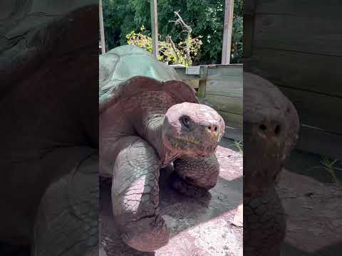 Journey of Giants: A Day in the Life of a huge Galapagos Tortoise