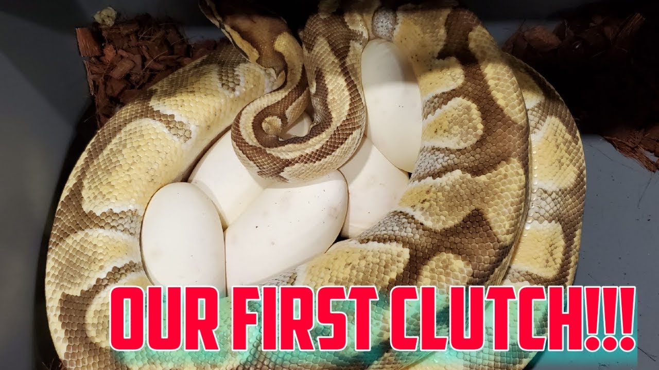 Our First Ball Python Clutch Is Here!