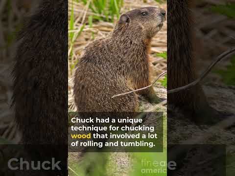 Chuck Who Chucked the Most Wood of Any Woodchuck