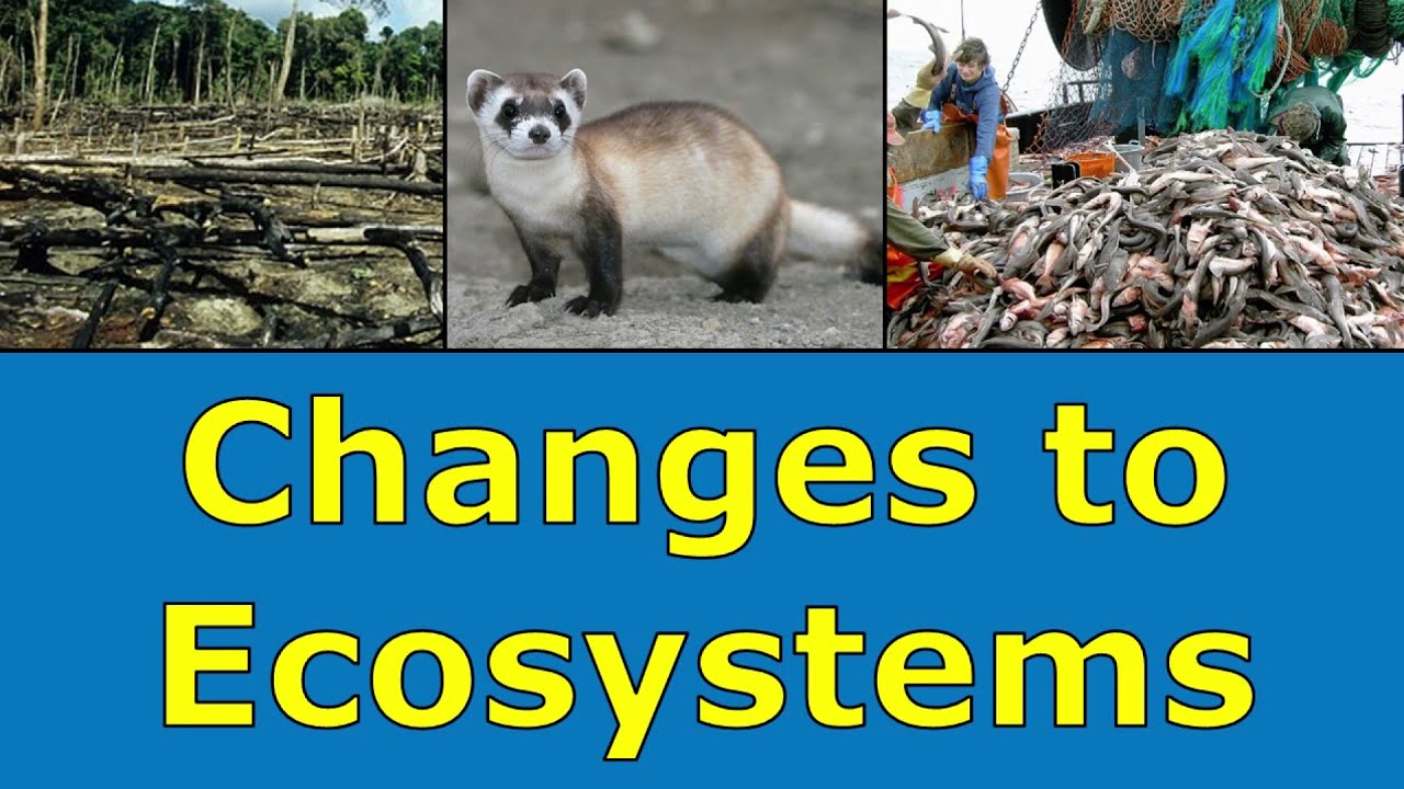Changes to Ecosystems Overview