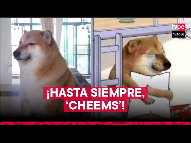 Actualidad - Muere 'Cheems': esto costó su famosa imagen que conquistó ...
