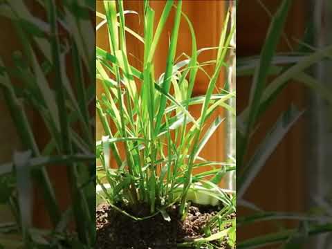 17 Best Plants That Repel Mosquitoes | Mosquito Repelling Plants