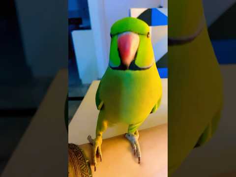 Mithu ka candle 🕯️ light dinner #viralvideo #parrotsounds