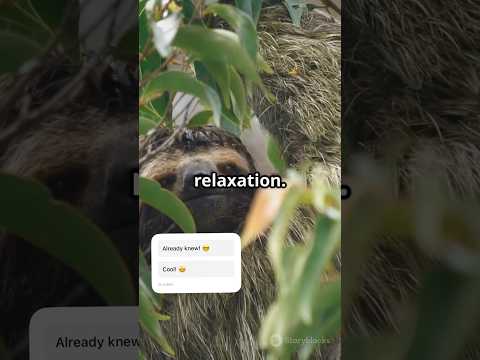 Sloth Mode Activated: Chill Vibes Only!