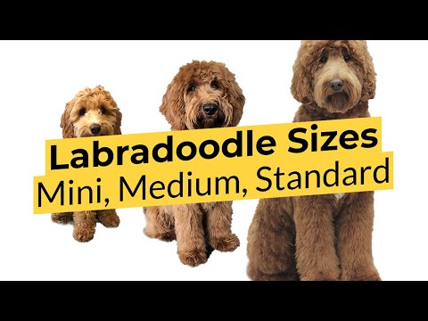 What Labradoodle Size is Best? ๐ถ Mini ๐ถ Medium ๐ถ Standard