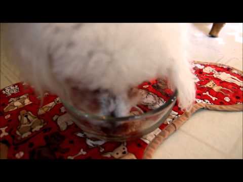 Heartprints Pets Allprovide All Natural Fresh Dog Food Review