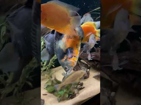 Feeding the Oscar in My South American Cichlid Tank
