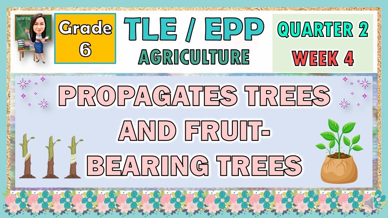 TLE / EPP 6 AGRICULTURE QUARTER 2 WEEK 4 | PROPAGATES TREES AND FRUIT-BEARING TREES