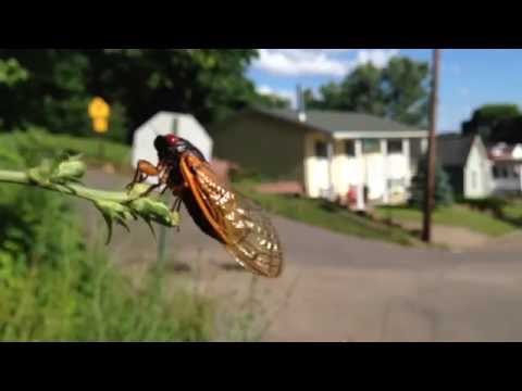 Brood 17 year Magicicada Periodical Cicadas [1080p]