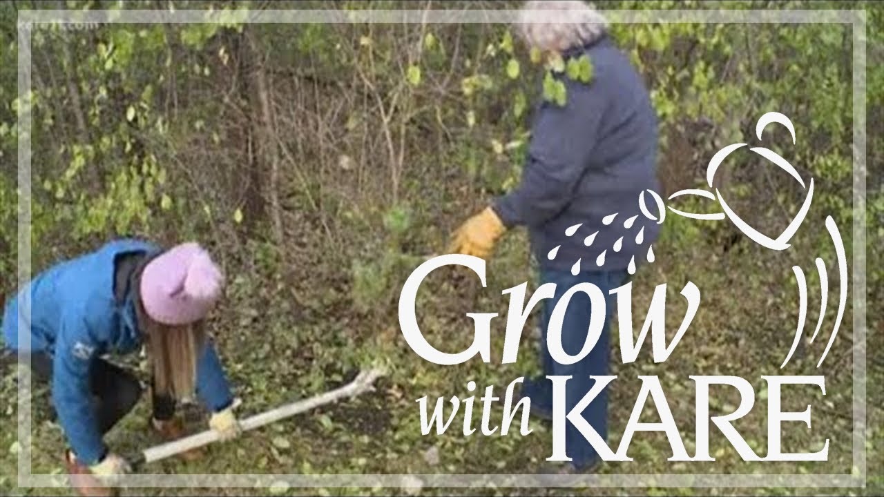 Grow with KARE: Bust that buckthorn!