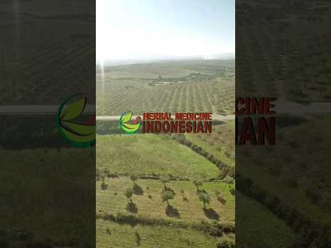 Herbal Medicine Indonesia|Company Profile