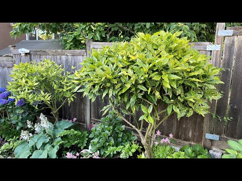 One Month After Pruning & Potting Up 2 Babies, Aucuba Japonica "Gold Dust Plant" (4K) - August, 2023