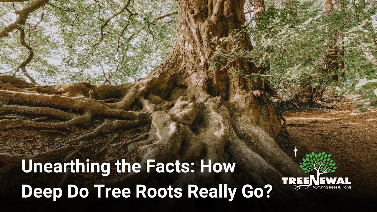 Unearthing the Facts  How Deep Do Tree Roots Really Go