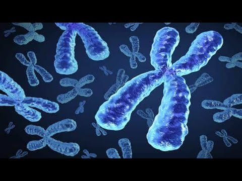 How X-chromosome inherited by offspring
