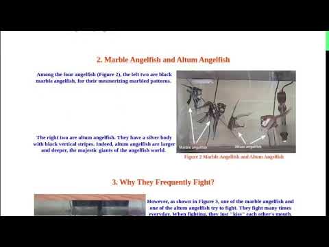 Why Angelfish Fight