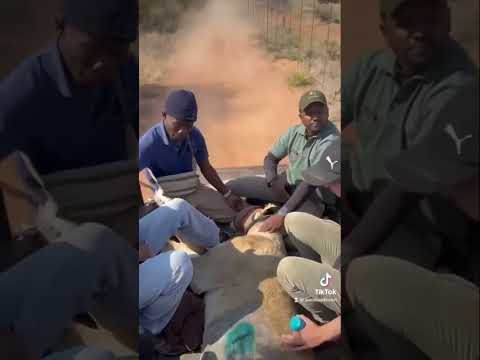 📍 Safari Vet Internship 🇿🇦
