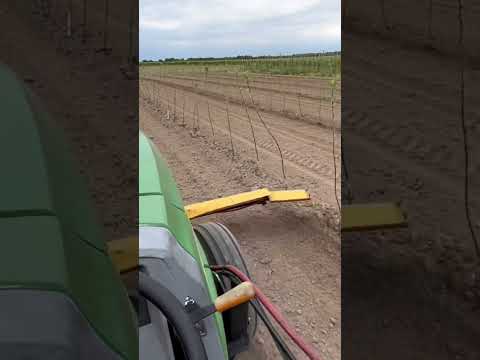 Weed spraying new apple orchard!