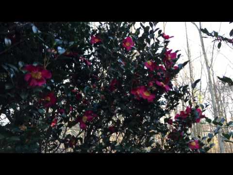 4 Reasons to Grow "Camellia Yuletide" in Your Autumn Landscape!