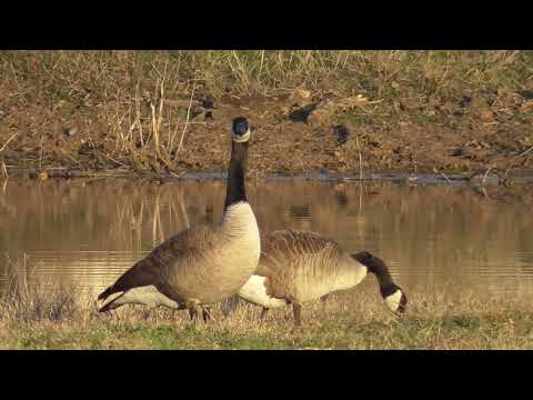 POND 03 06 2023 185517 Canada geese pair