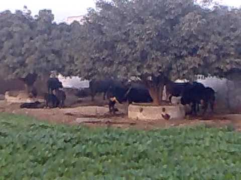 A beautiful Village Kolian Shah Hussain – Dinga City