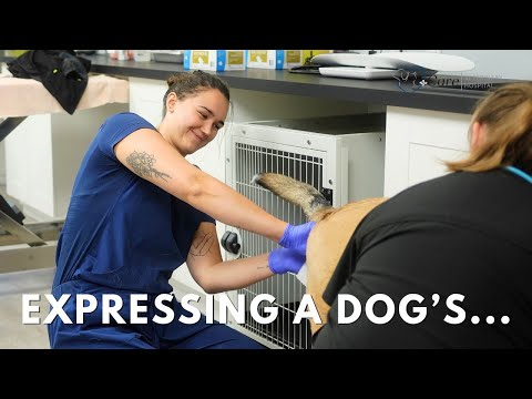 Helping Your Pets From Front to "Back"