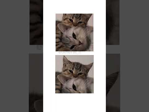 matching pfps (cats) | pt 1 #shorts #tiktok #matchingpfps #cats #matching #pfps