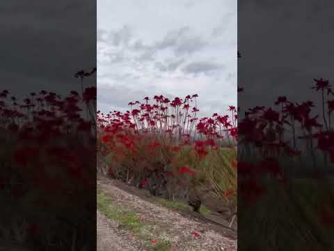 That’s Purdy: Poinsettias along Camarillo Springs Rd #camarillo