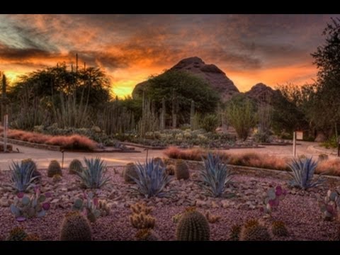 Video: Ballet Arizona and Desert Botanical Garden creating Topia Part 2 ...