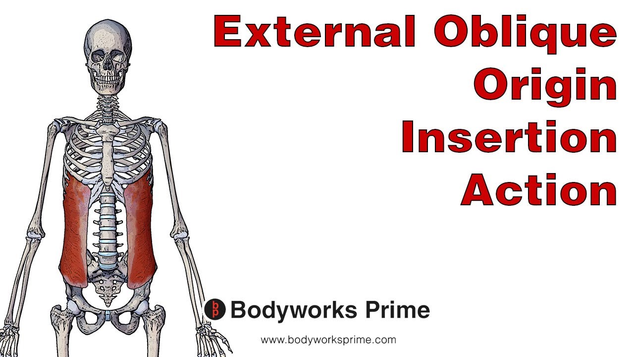 External Oblique Anatomy: Origin Insertion & Action