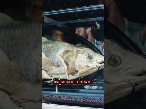 Species Lost 66 MILLIONS Years Ago Found in Deep Ocean...