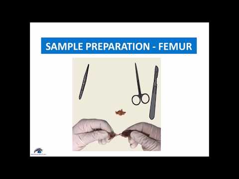 Bending of Bone - Part 3 - Sample Preparation Bone