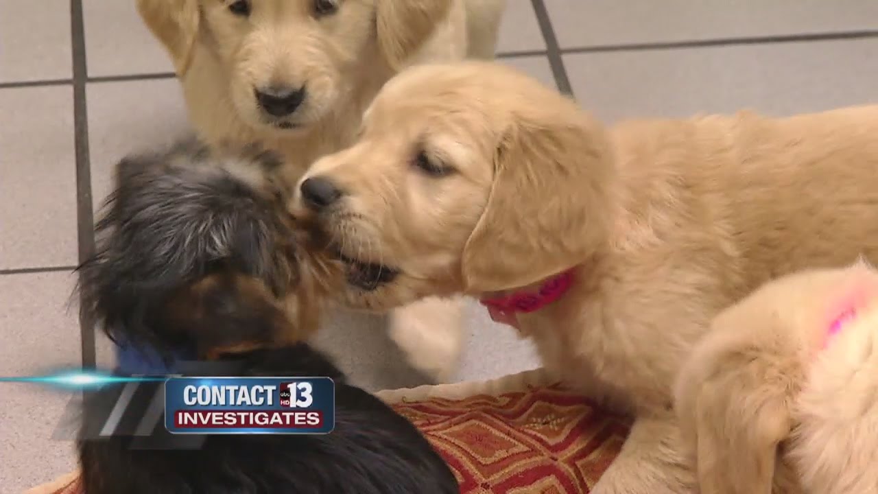 The innocent victims of an Illegal dog breeder