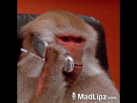 Secret monkey agent.