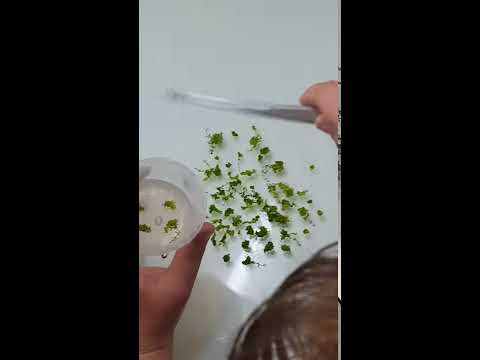 Phase 2 - Callus formation and its importance