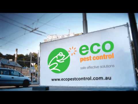 Eco Pest Control is the right choice for your home | karrypridez