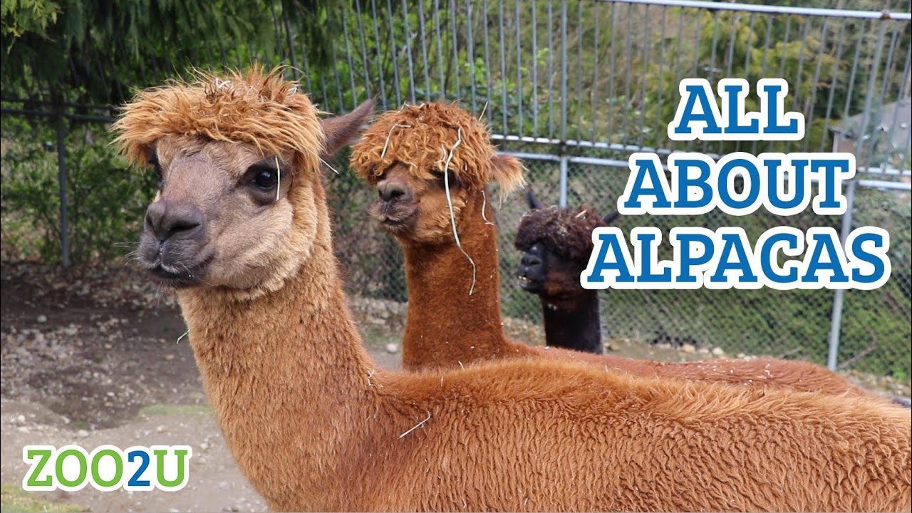 All About Alpacas
